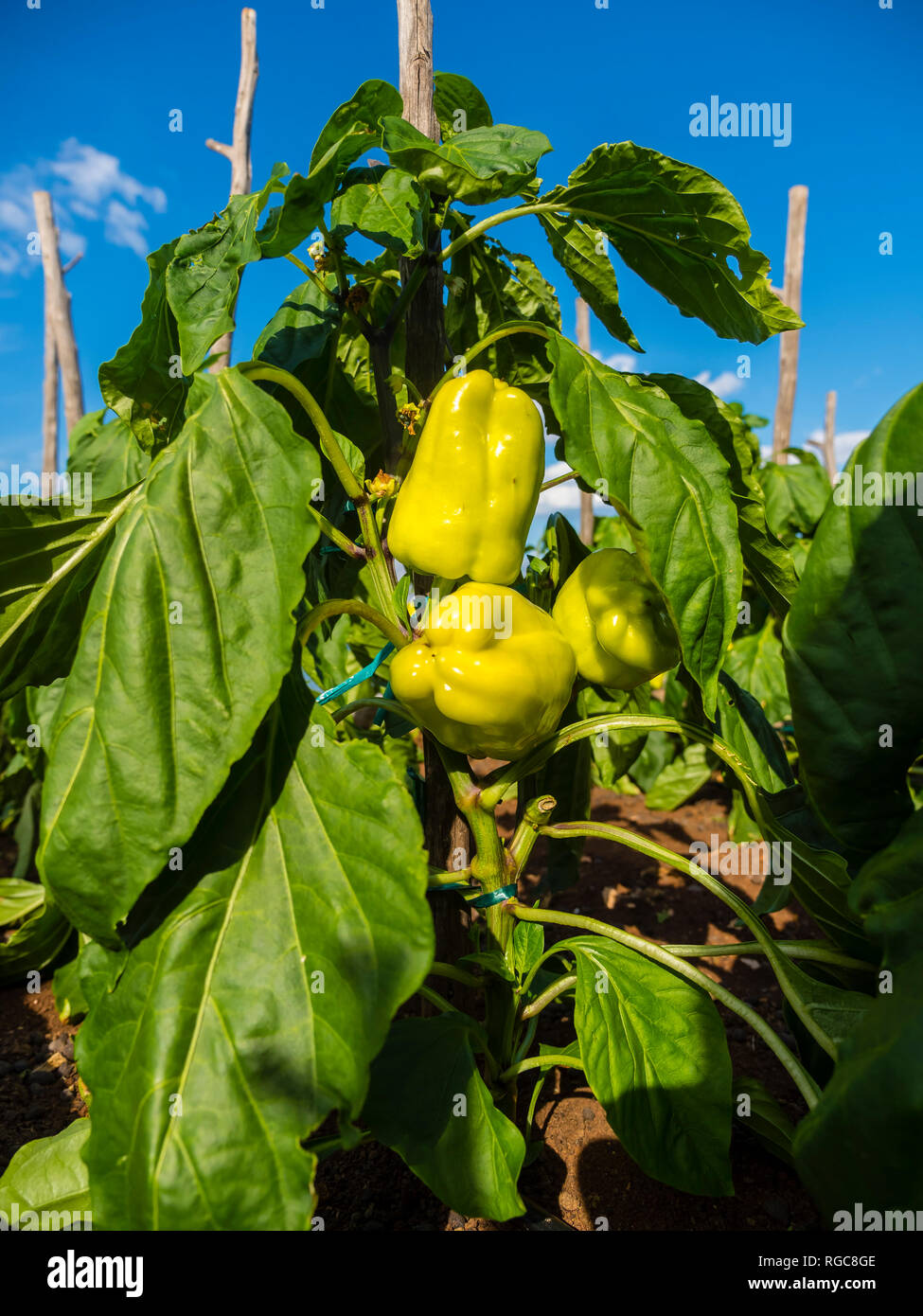 Croatia, Damlatia, Brac Island, Povlja, yellow chili pepper Stock Photo ...