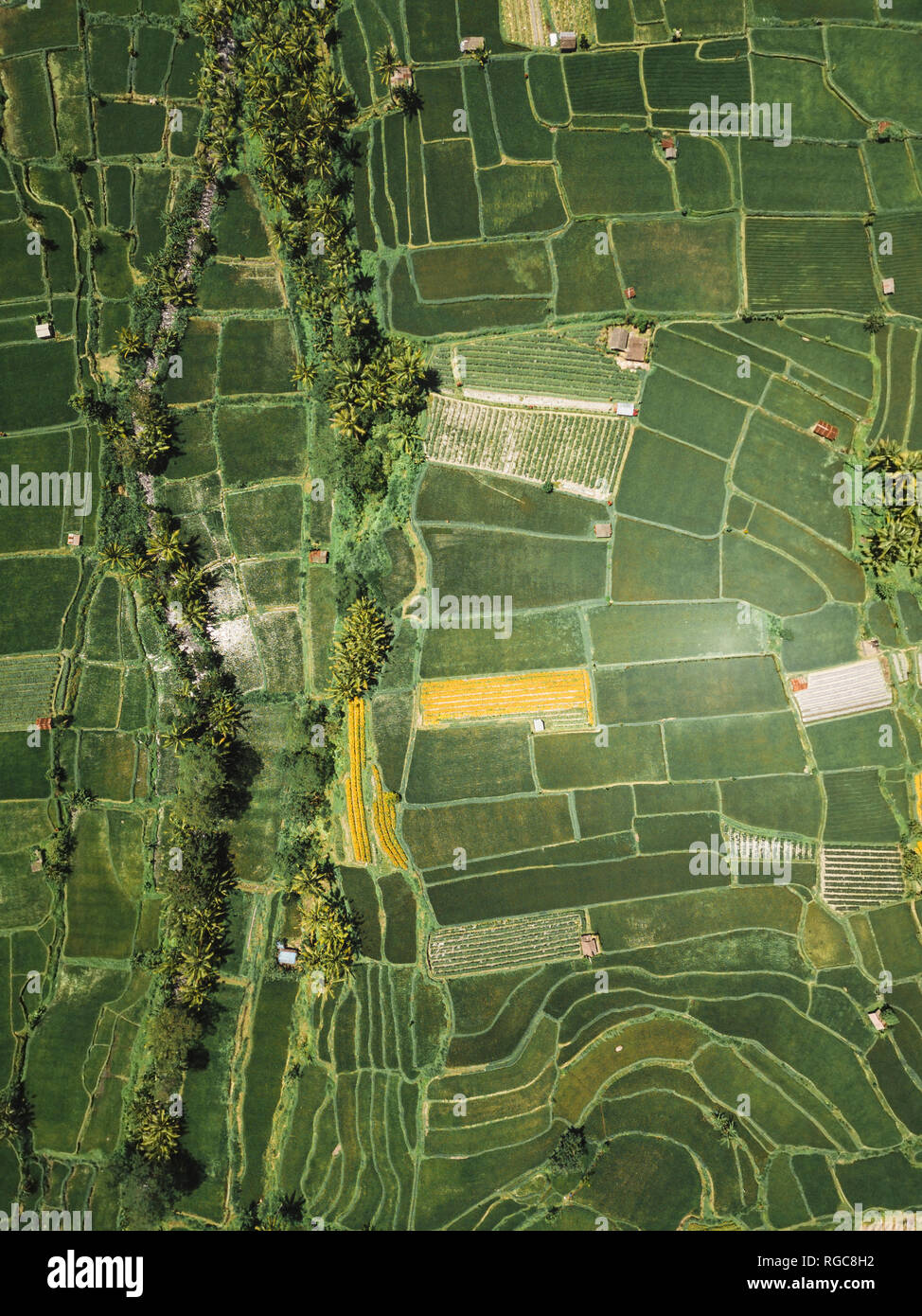 Indonesia, Bali, Aerial view of rice fields from above Stock Photo - Alamy