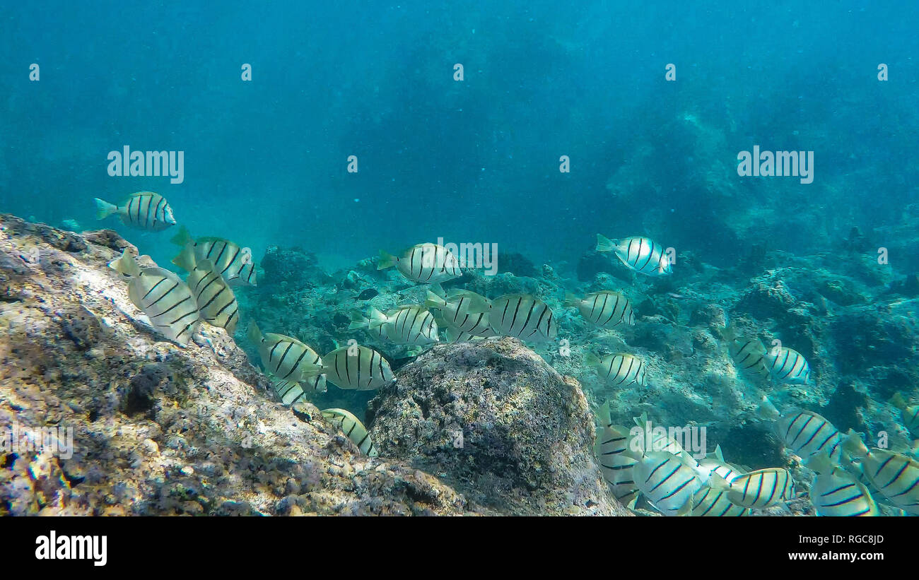 Convict surgeon hi-res stock photography and images - Alamy