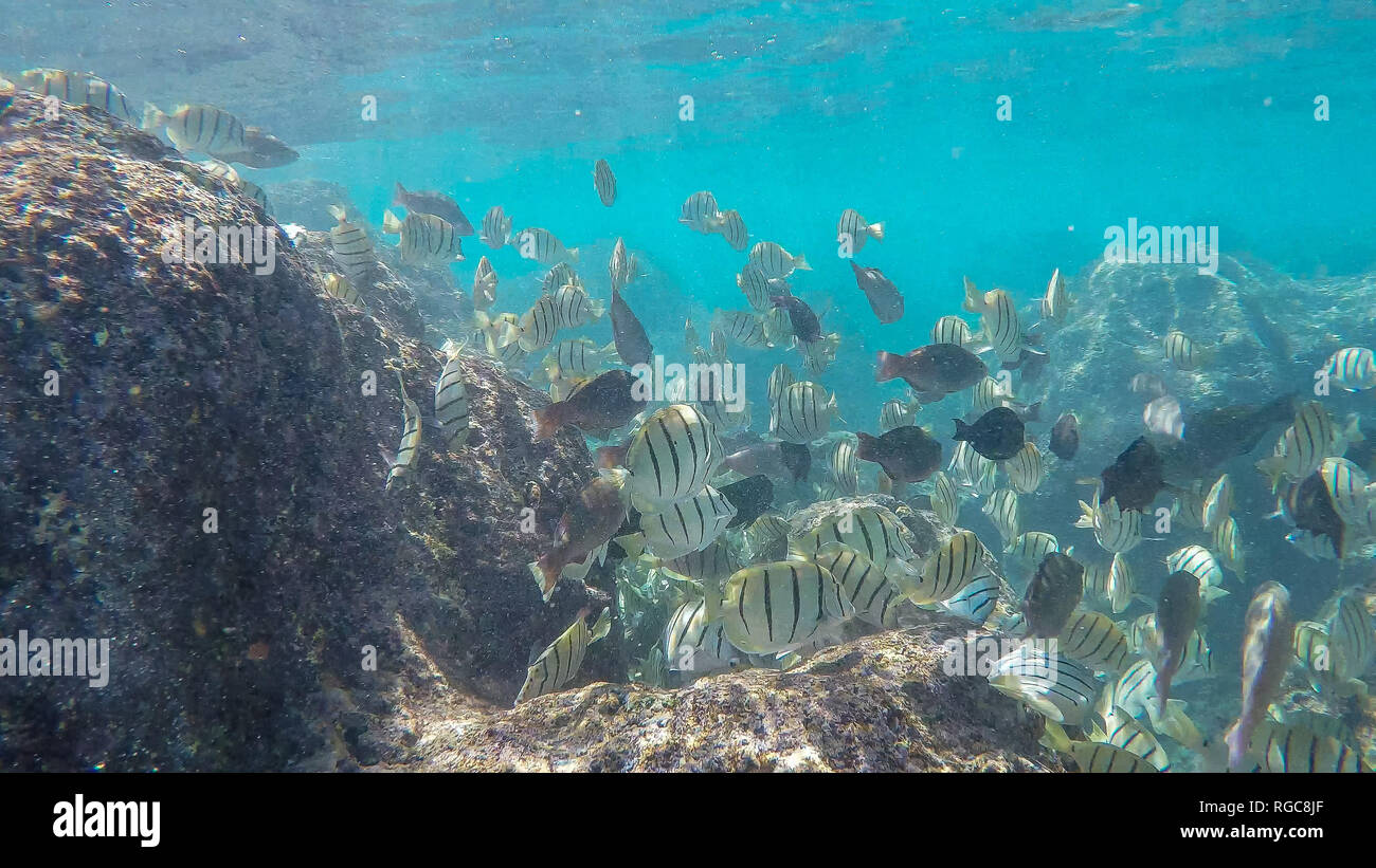 Convict fish hi-res stock photography and images - Alamy