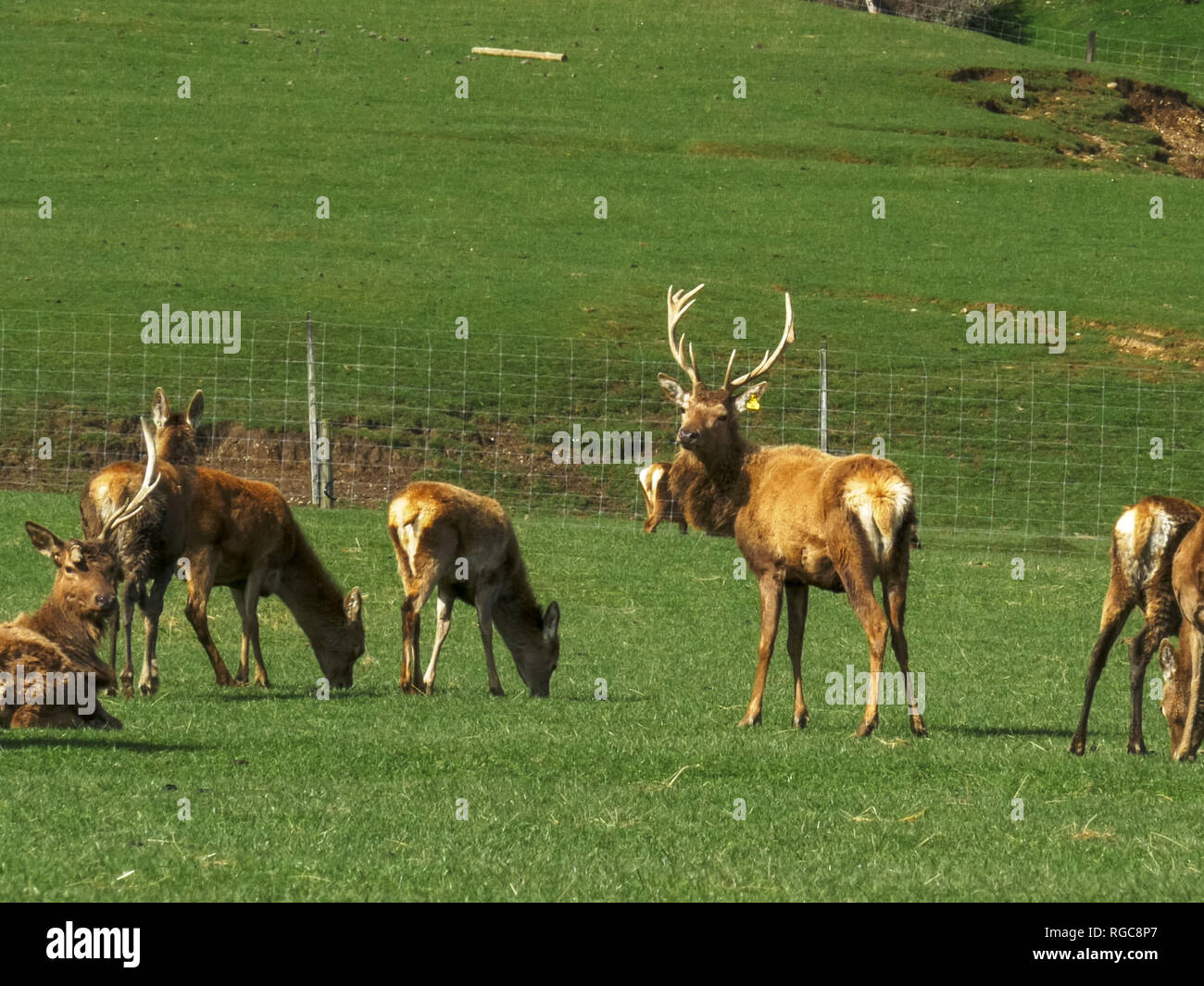 Deer farm new zealand hi-res stock photography and images - Alamy