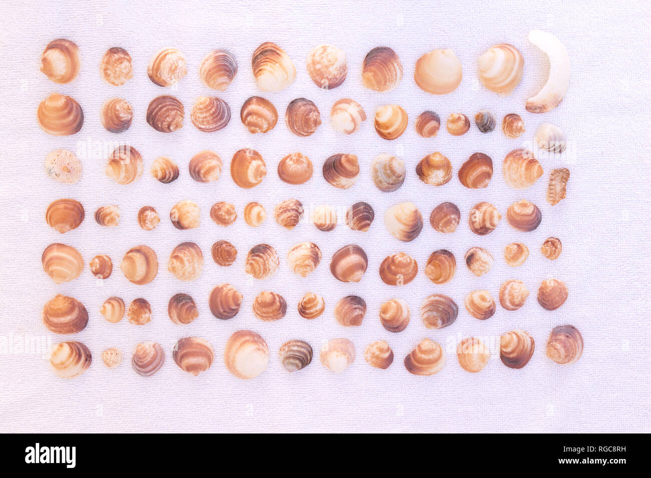 Arrangement of seashells hi-res stock photography and images - Alamy
