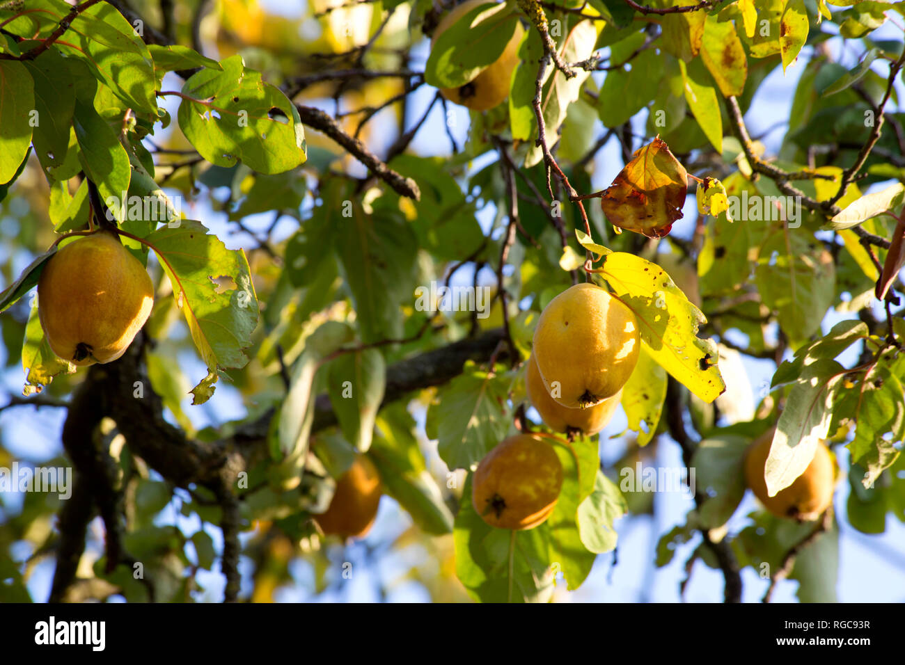 Ripe quinces tree hi-res stock photography and images - Alamy