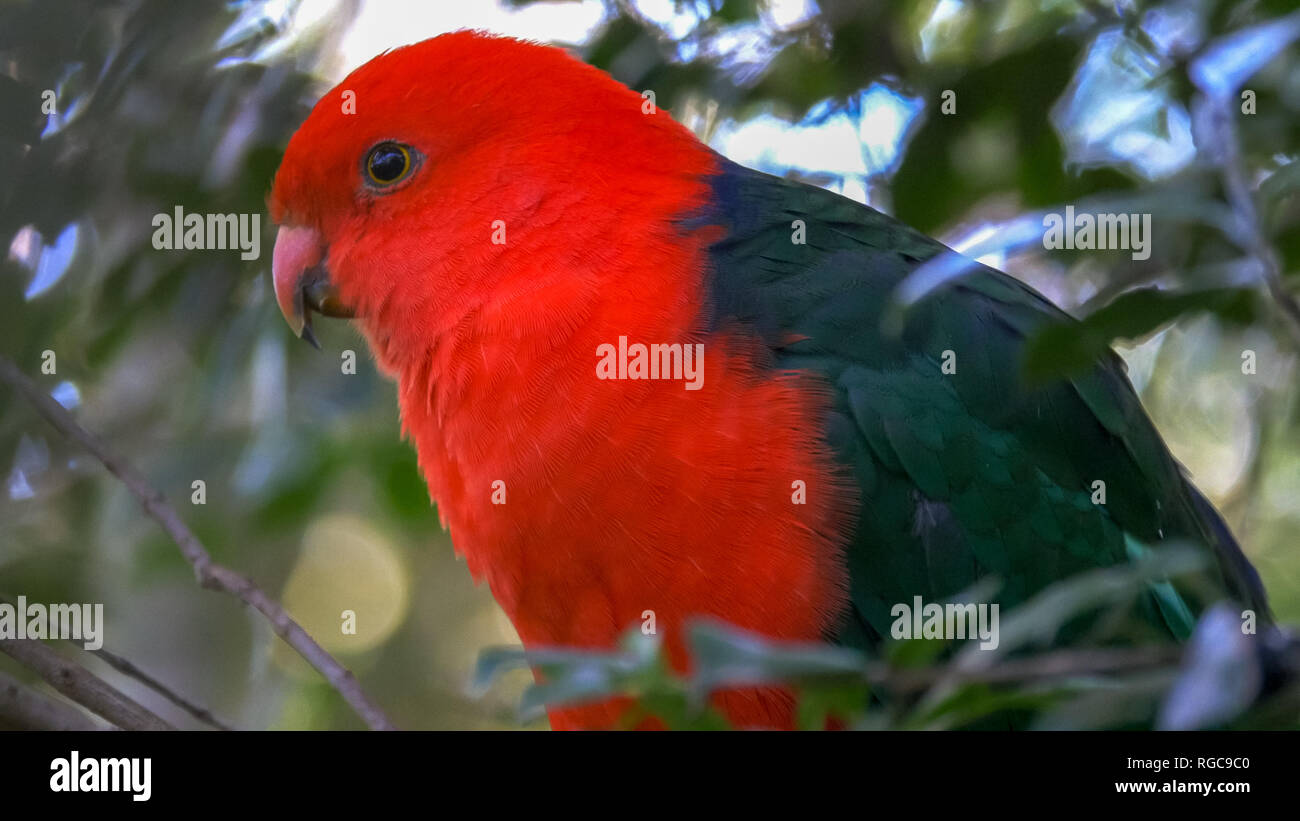 Side view bright red parrot hi-res stock photography and images - Alamy