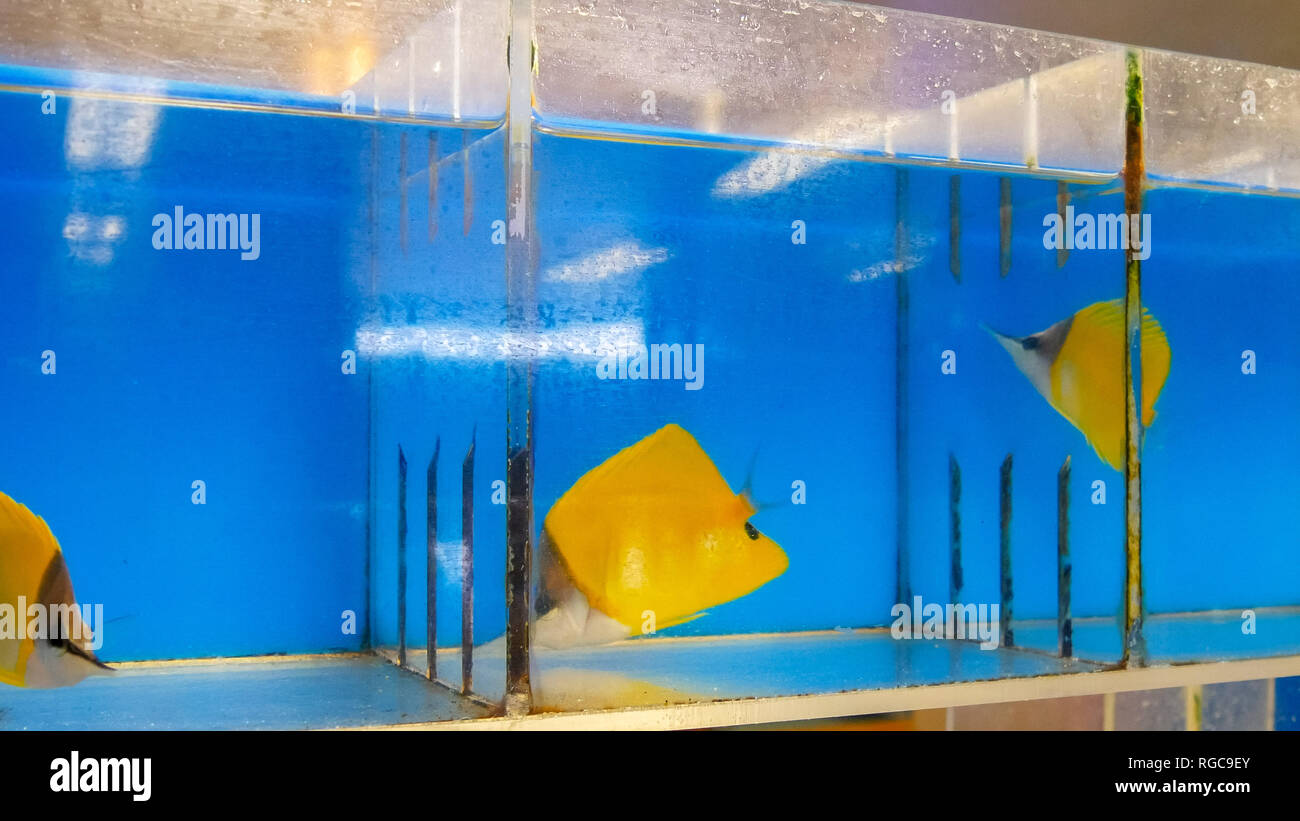 Longnose butterfly hi-res stock photography and images - Alamy