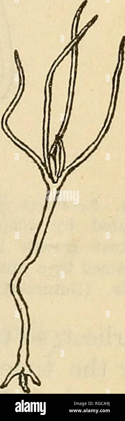 Pine seed germination hi-res stock photography and images - Alamy