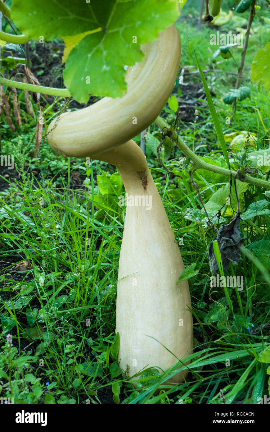 A single very large cucuzza/ summer squash which has grown unusually ...