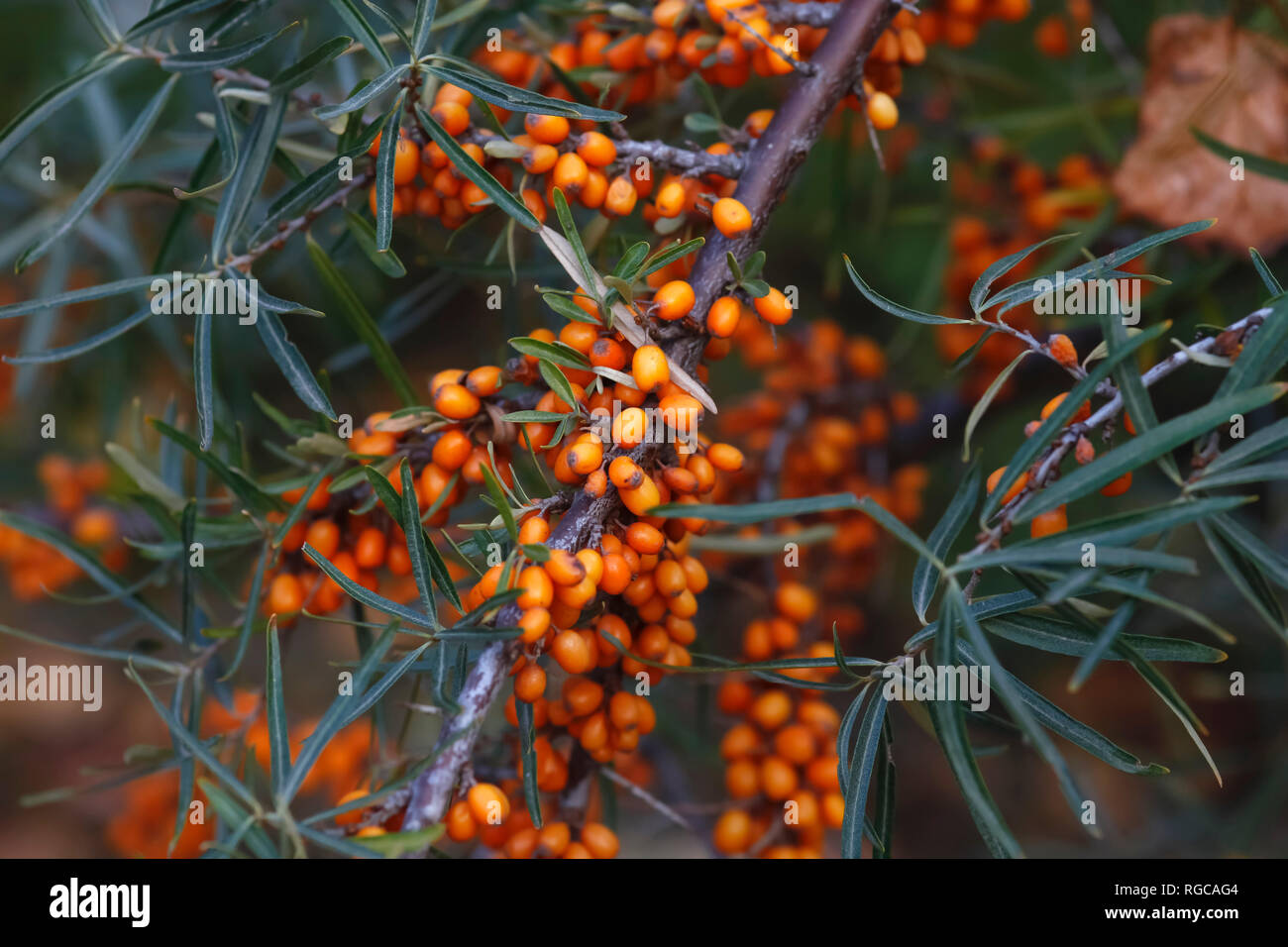 Sallow thorn, Hippophae rhamnoides Stock Photo - Alamy