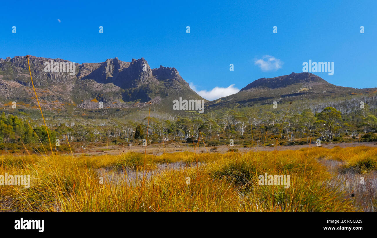 mt ossa and buttongrass plants on the overland track in cradle mountain ...