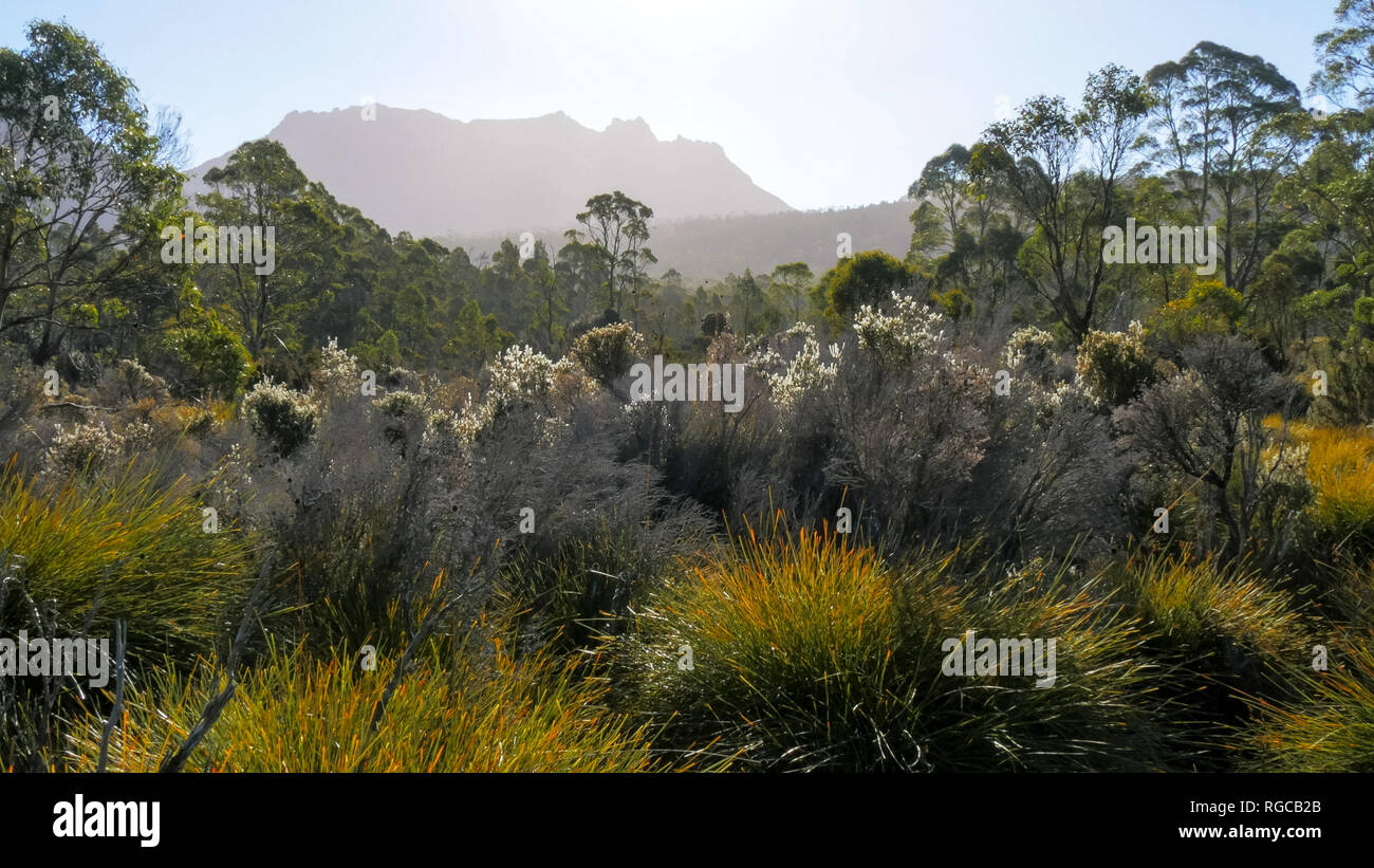 Mt ossa backlighting trees hi-res stock photography and images - Alamy