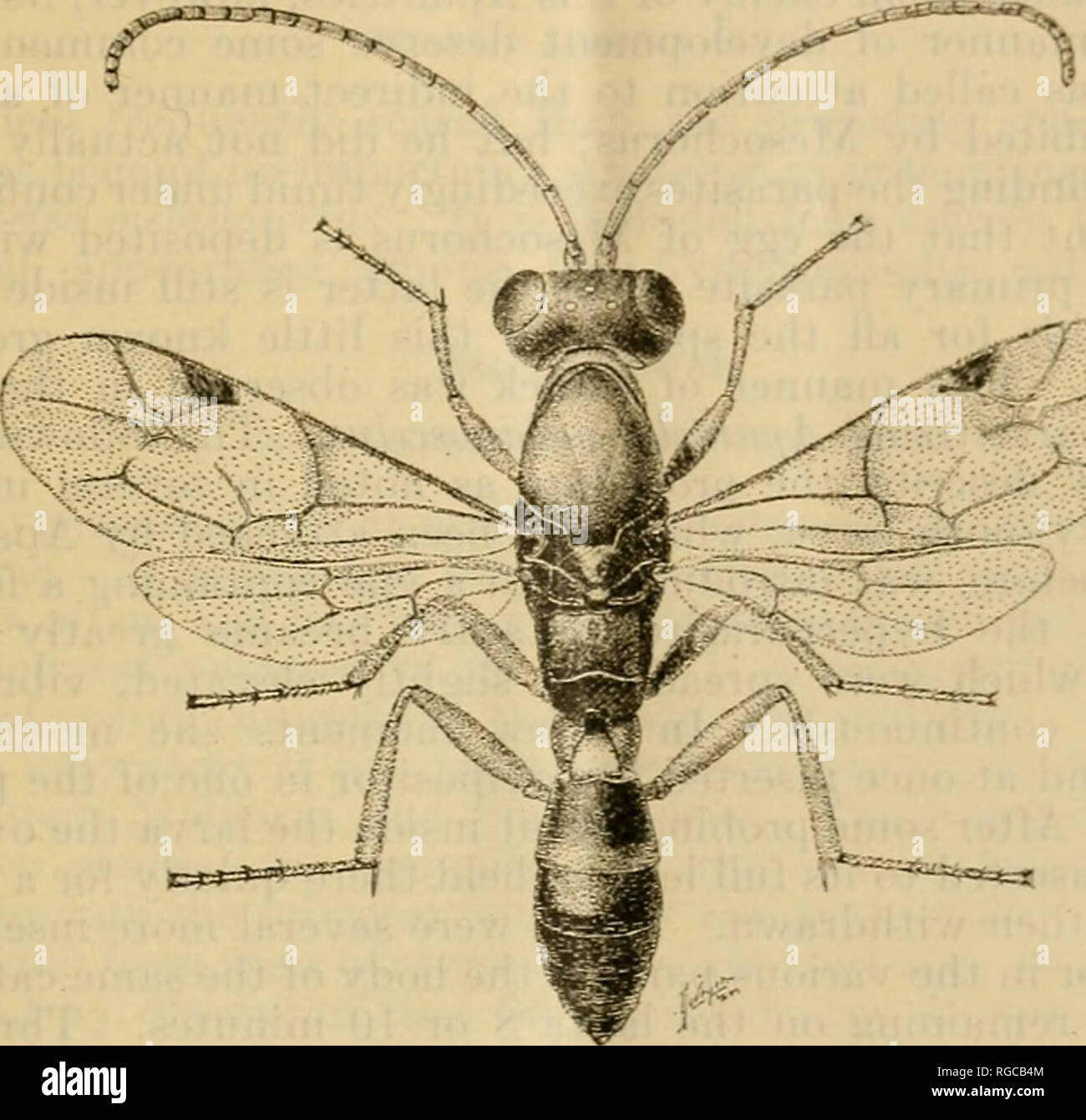 Hyperparasitism hi-res stock photography and images - Alamy