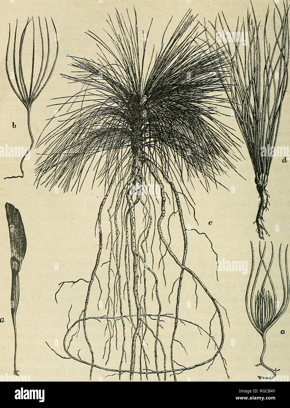 Seedling cotyledons first true leaves hi-res stock photography and ...