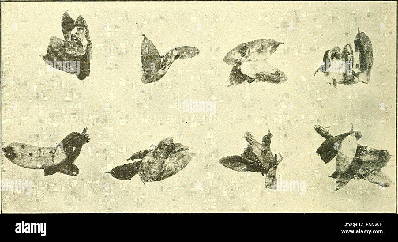 Empty pupa cases hi-res stock photography and images - Alamy