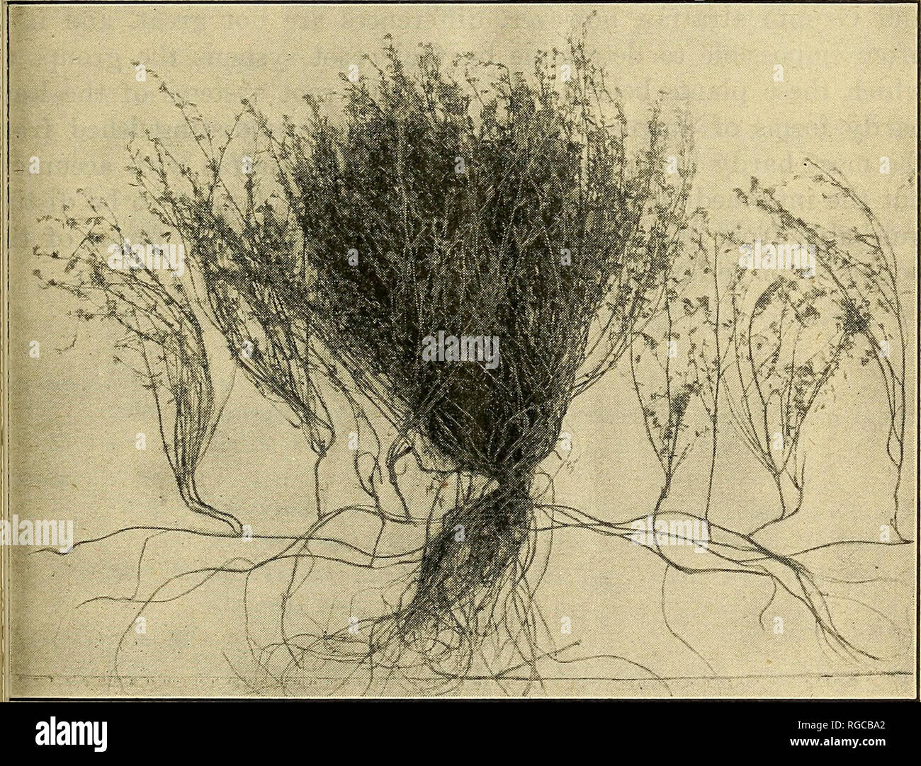 Alfalfas hi-res stock photography and images - Alamy