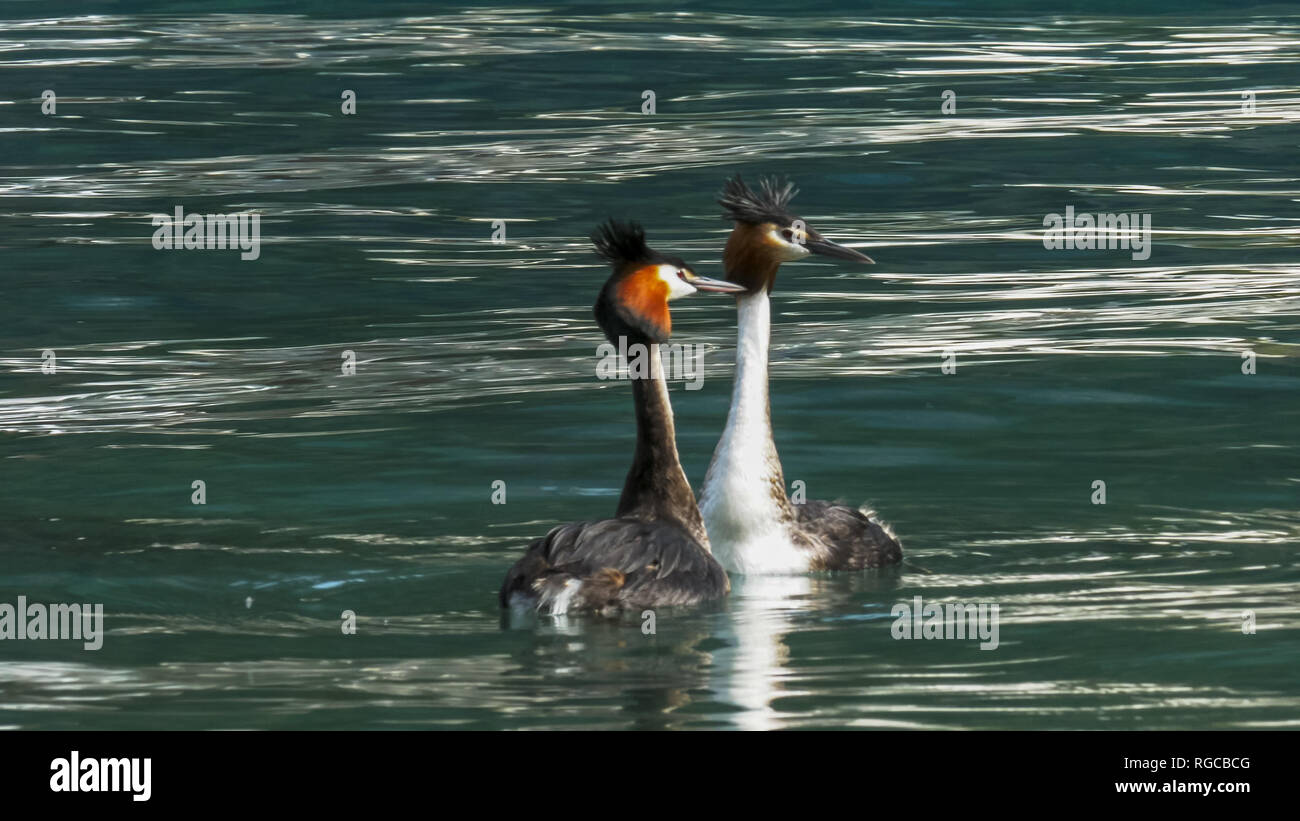 Perform courtship display hi-res stock photography and images - Alamy