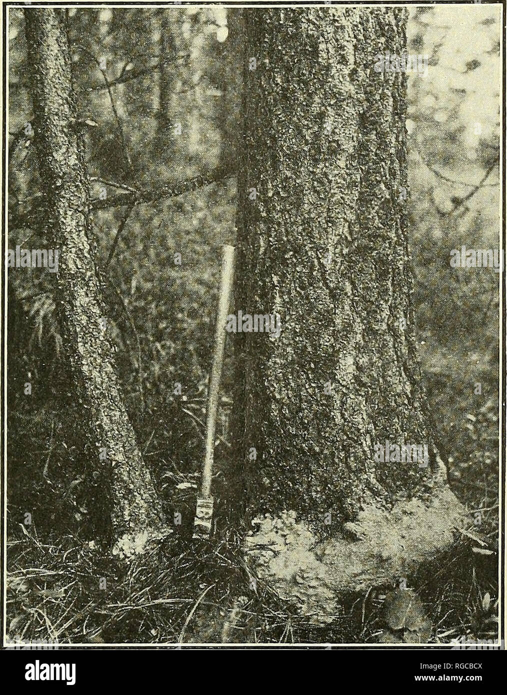 Transverse moth hi-res stock photography and images - Alamy