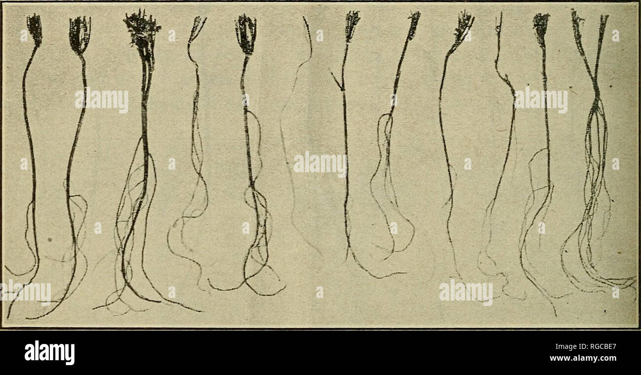 Taproot systems hi-res stock photography and images - Alamy