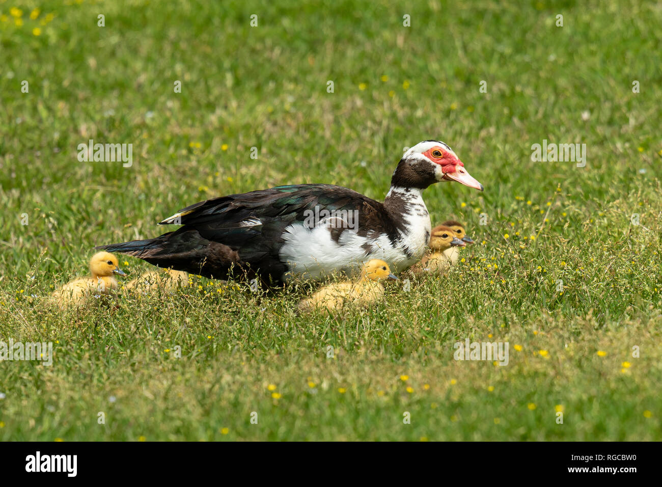 Female Muscovy Duck with ducklings in green field Stock Photo - Alamy