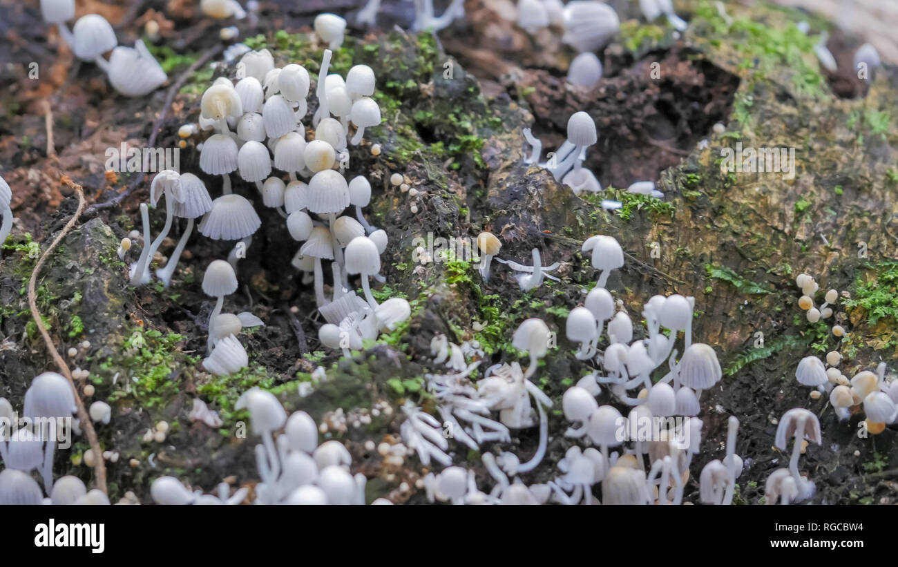 Small cluster white mushroom fungi hi-res stock photography and images ...