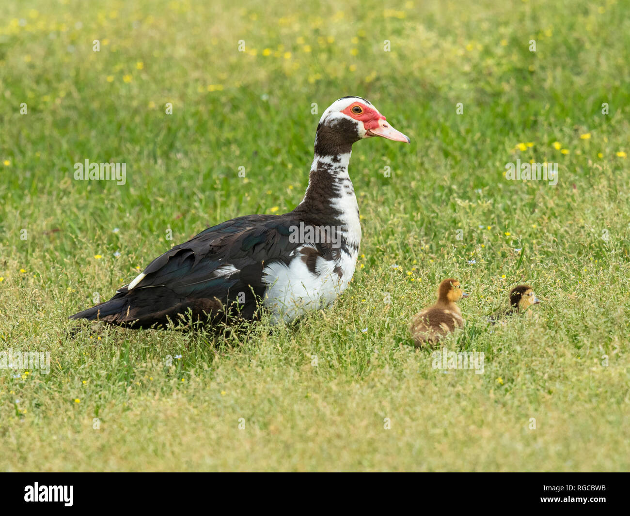 Female muscovy ducks hi-res stock photography and images - Alamy
