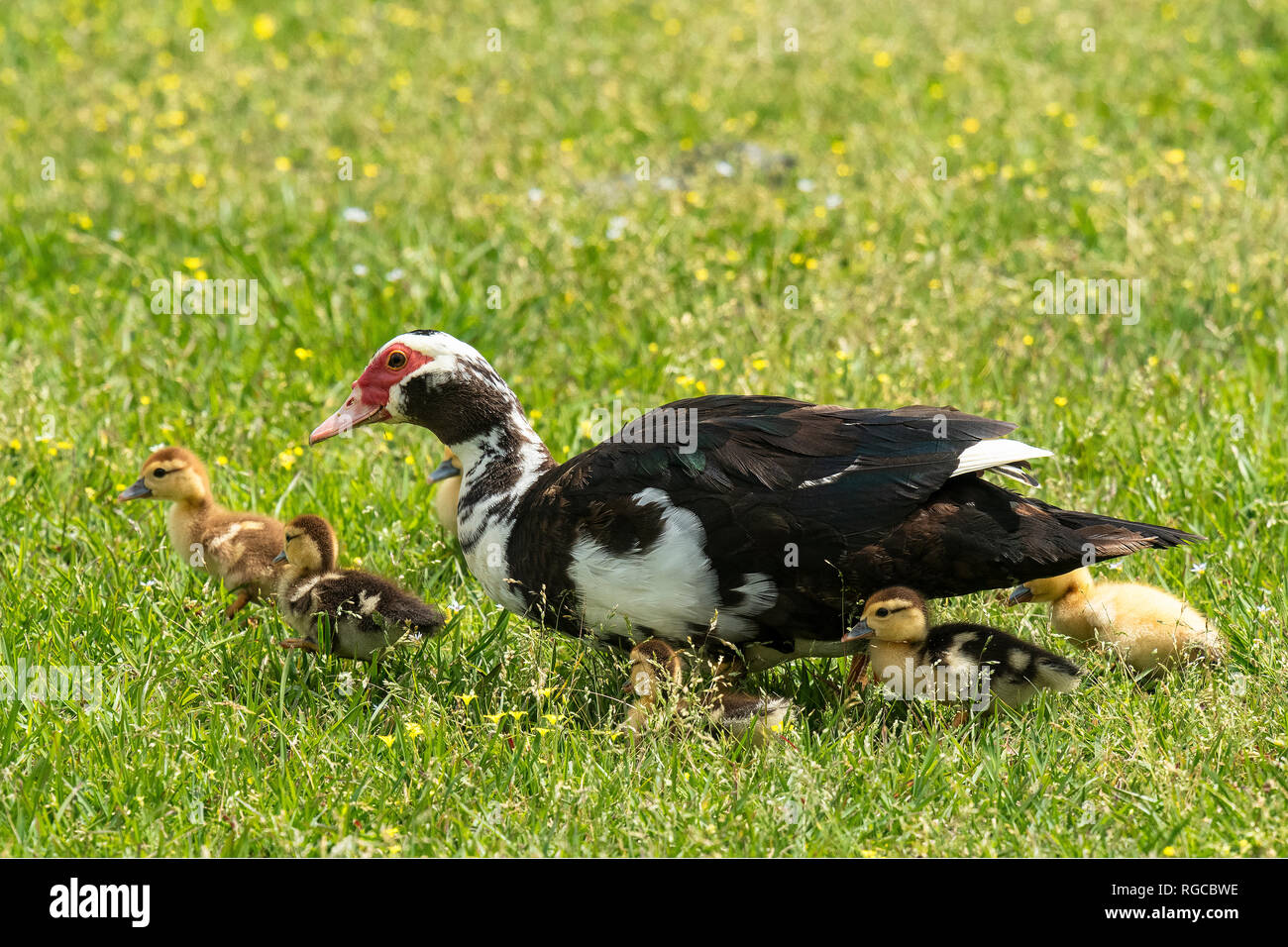 Female muscovy ducks hi-res stock photography and images - Alamy
