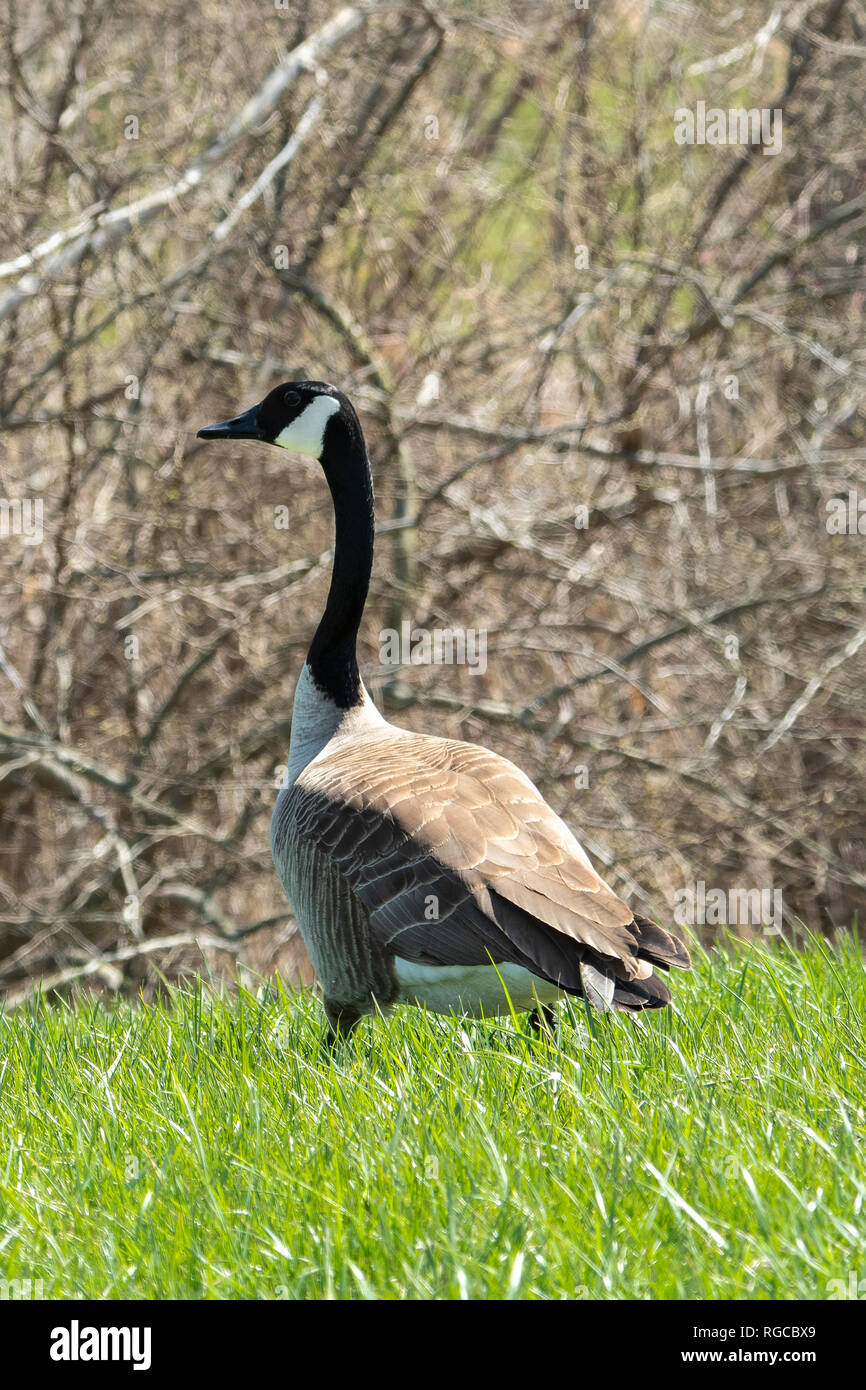 Canada goose walking in hi-res stock photography and images - Alamy