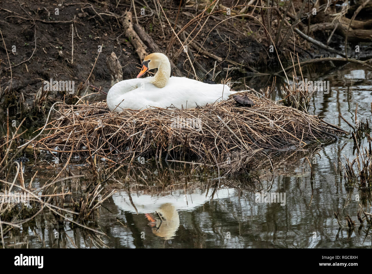 Mute Swan sitting on nest Stock Photo - Alamy