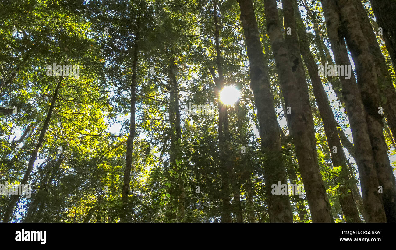 the sun shines through the canopy of temperate rainforest beech trees ...