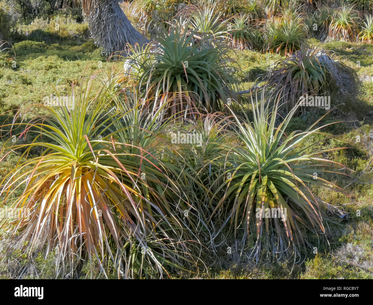 Pandani plant richea pandanifolia hi-res stock photography and images ...