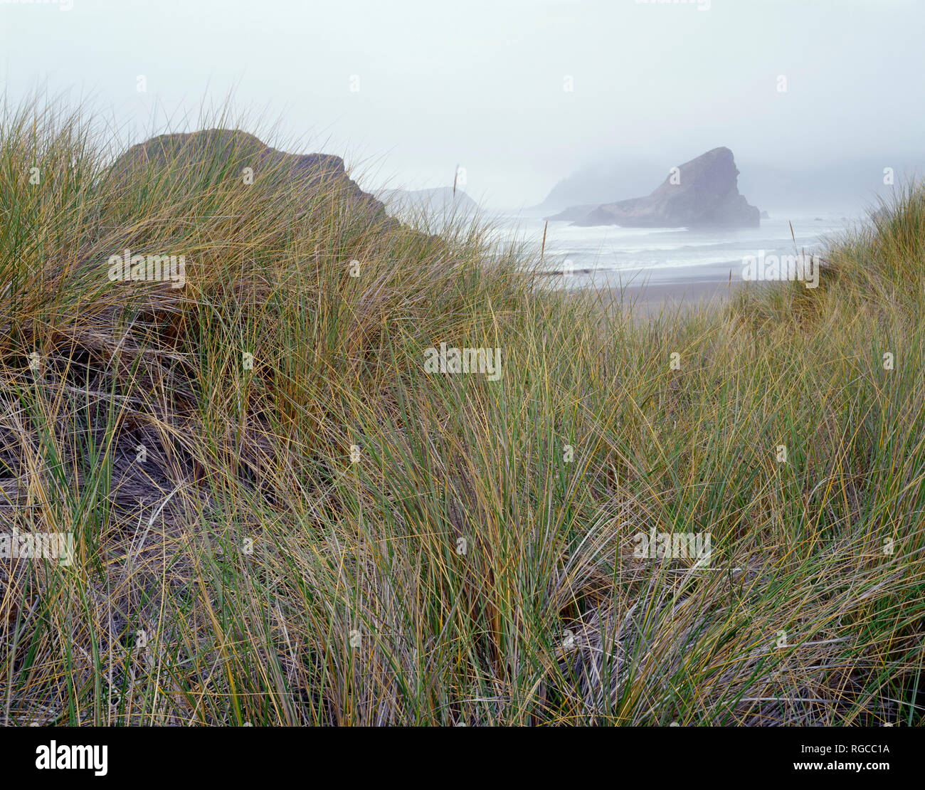 USA, Oregon, Pistol River State Park, Beach grass overlooks Myers Creek ...