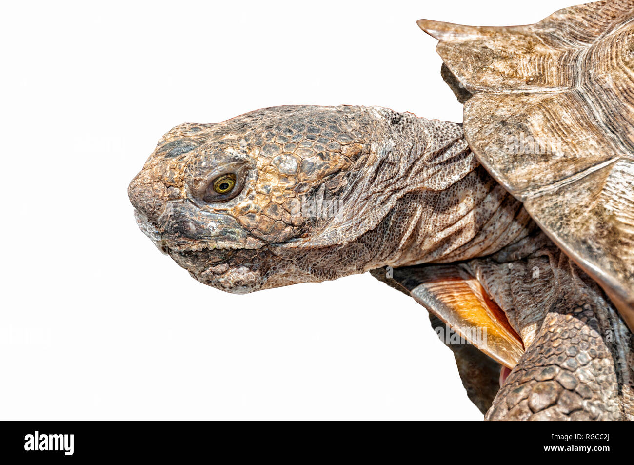 Tortoise closeup of head isolated on white background, clipping path ...