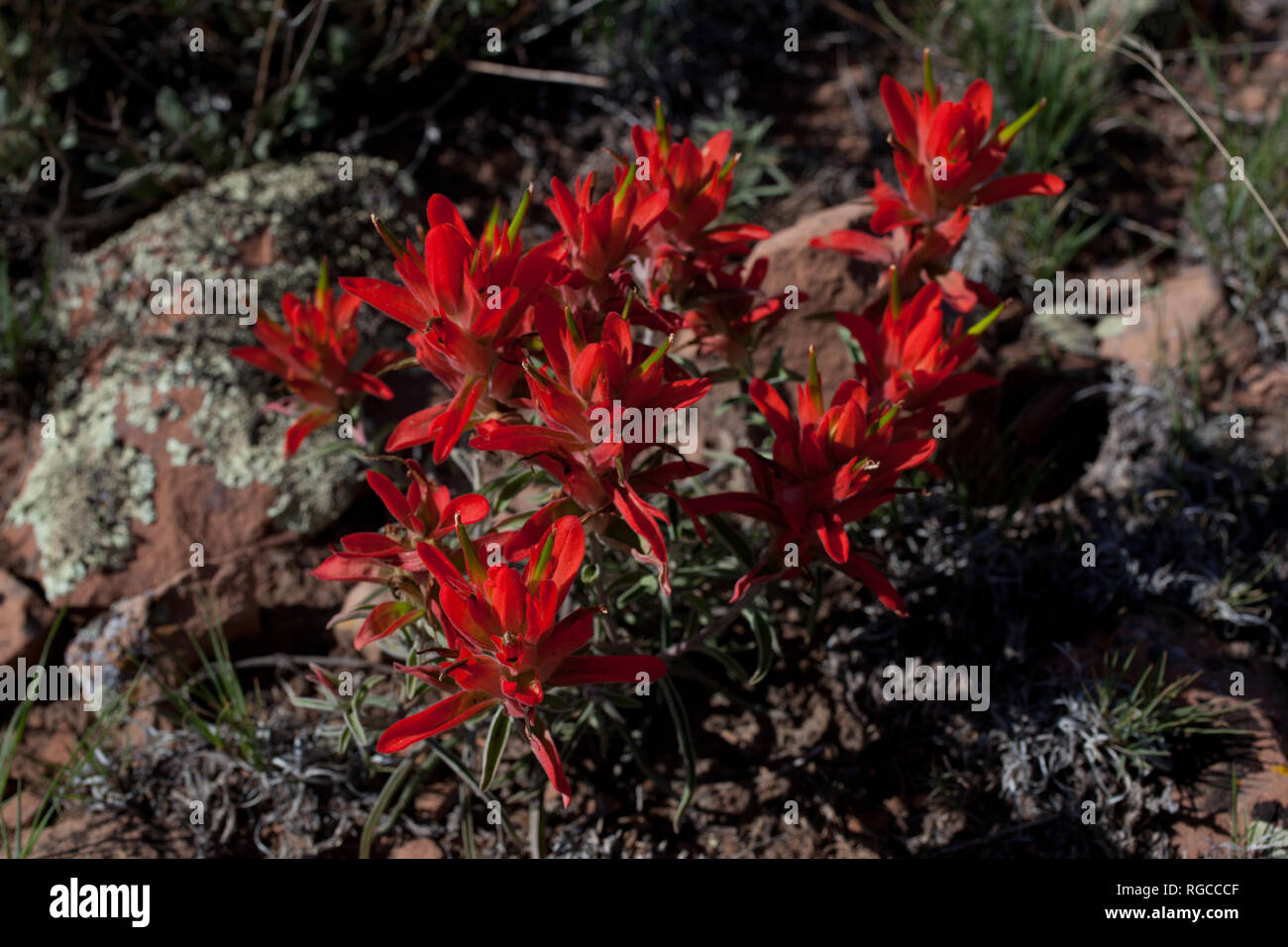 Catron County High Resolution Stock Photography and Images - Alamy