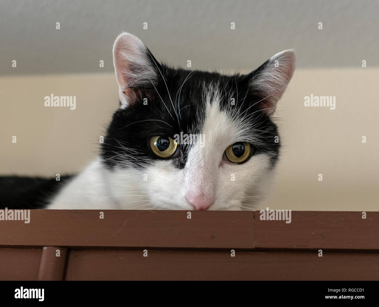 black & white cat face Stock Photo - Alamy