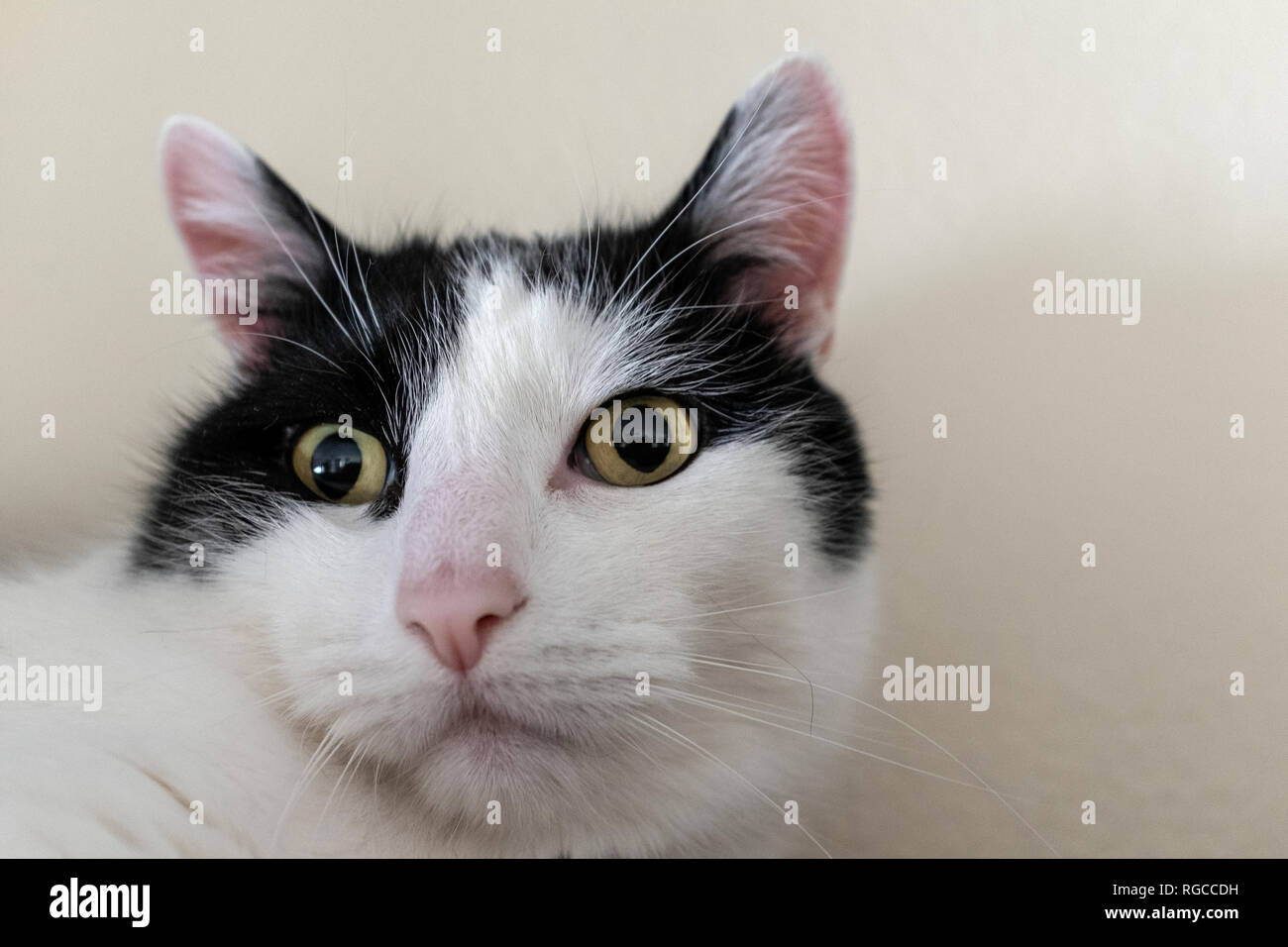 black & white cat face Stock Photo - Alamy