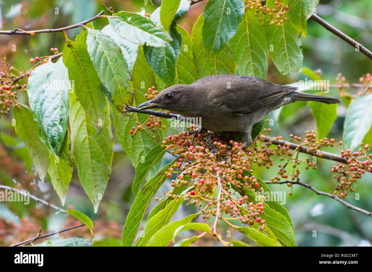 A Mountain Thrush (Turdus plebejus) feeding on purple berries. Costa ...