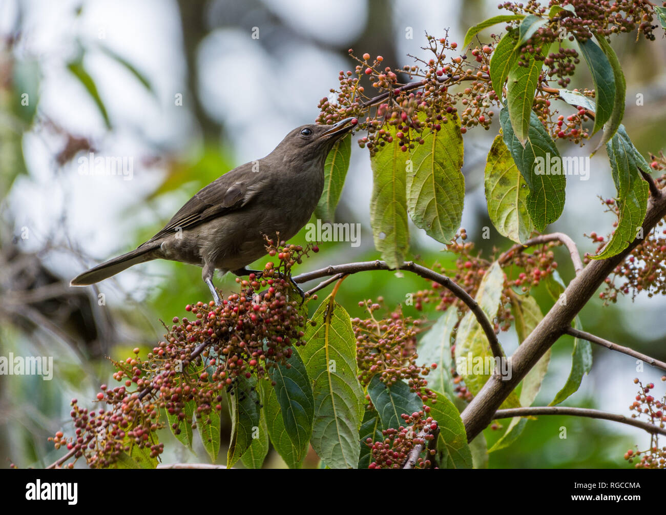Purple thrush hi-res stock photography and images - Alamy