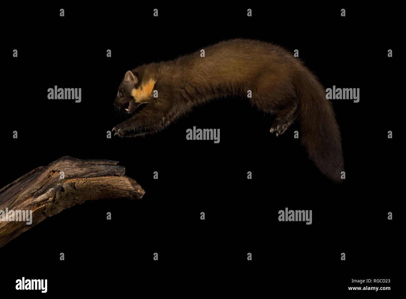 Pine marten jumping on tree trunk at night Stock Photo - Alamy