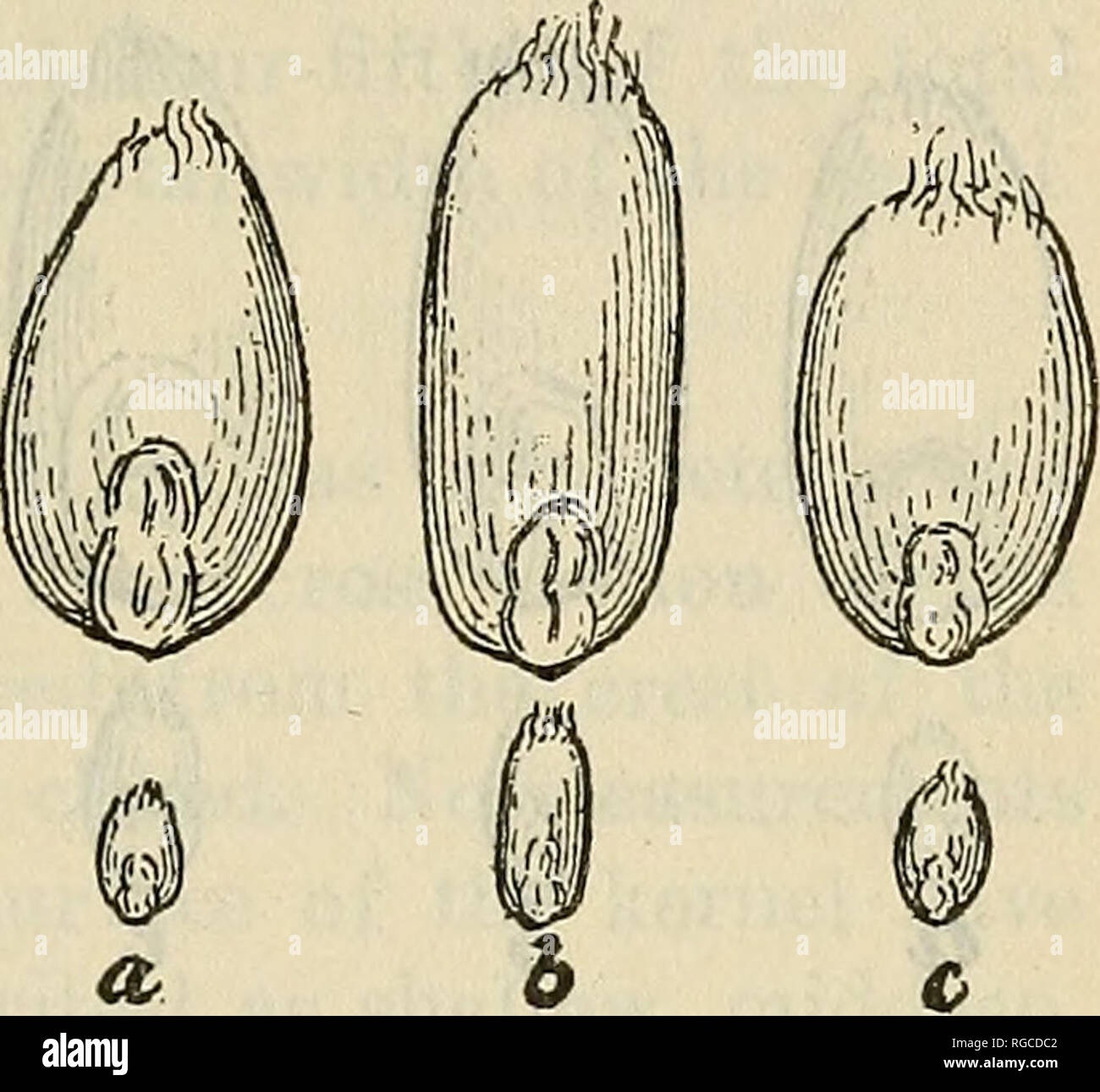 Va kernel hi-res stock photography and images - Alamy