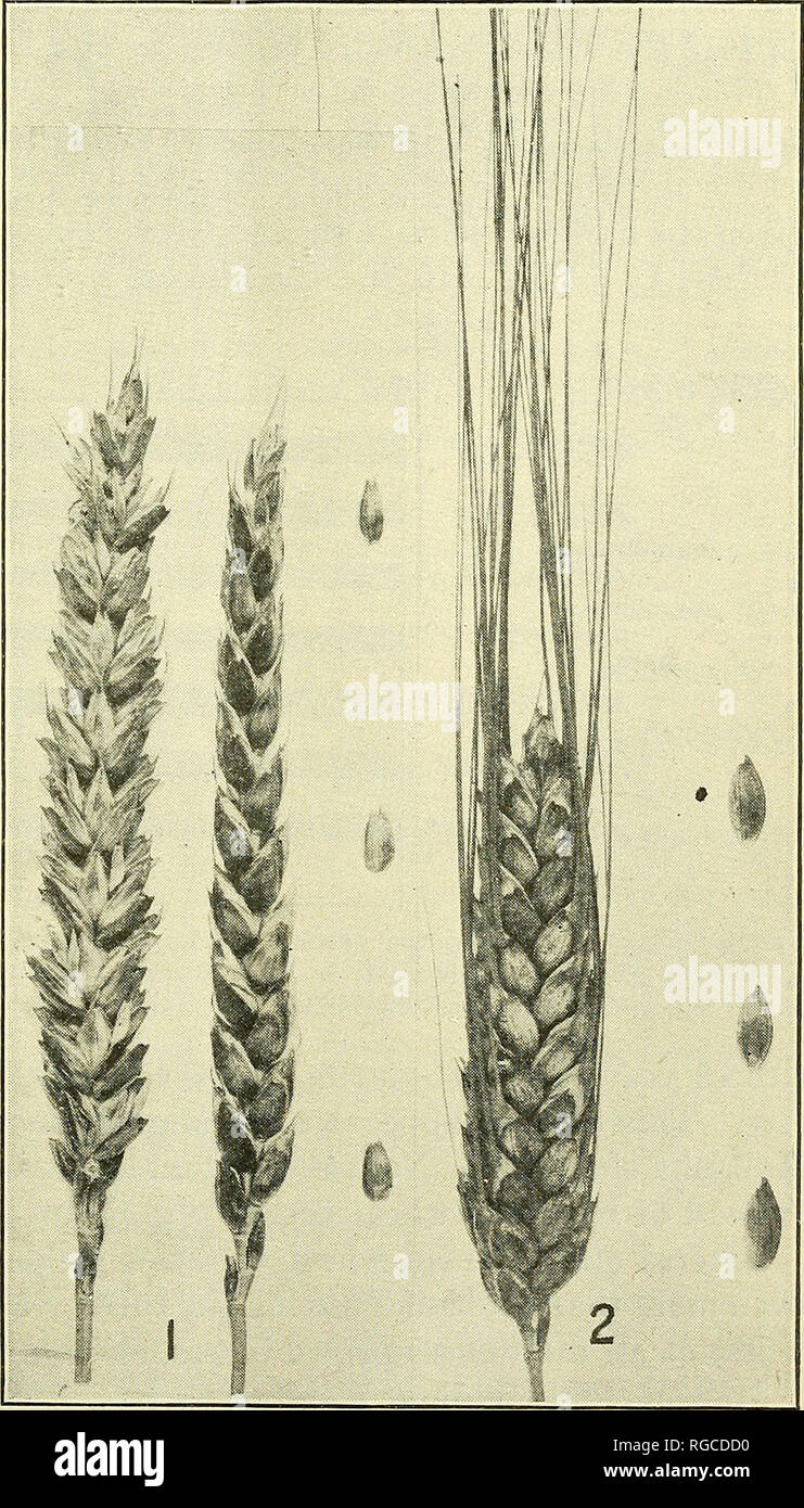 Hard red spring wheat hi-res stock photography and images - Alamy