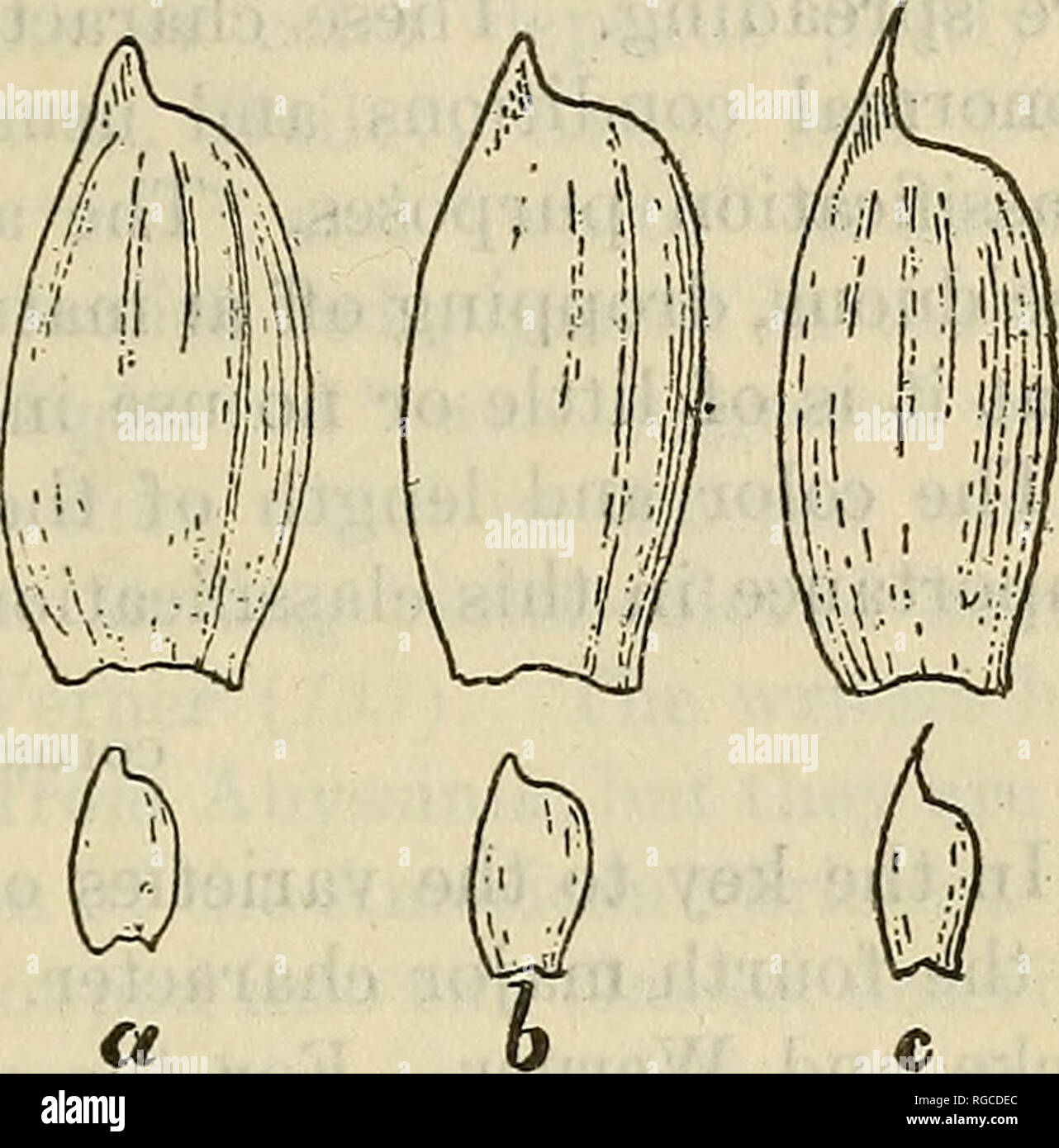 Apex acuminate hi-res stock photography and images - Alamy