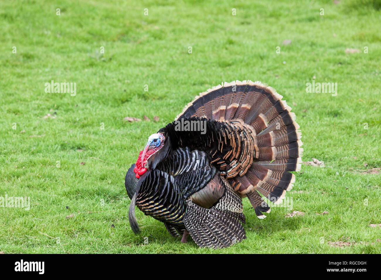 Adult male spread his tail hi-res stock photography and images - Alamy