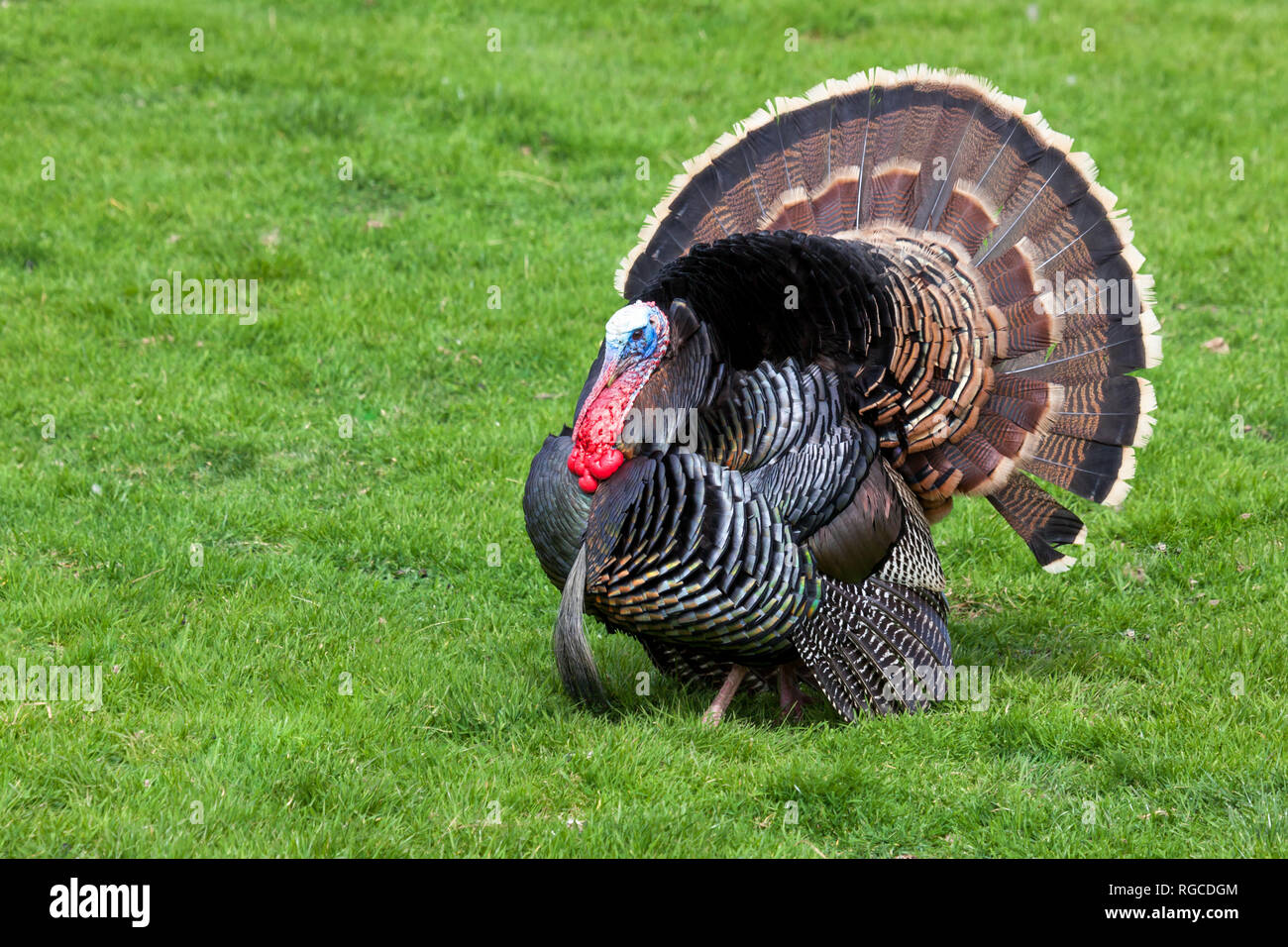 A large male turkey with its feathers spread out walks around on the ...
