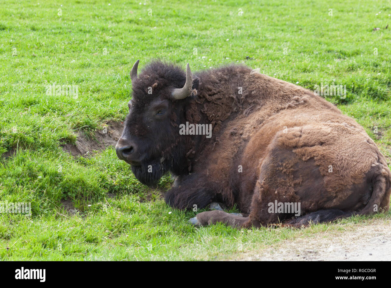 An American bison laying down and resting in green spring grass in the ...