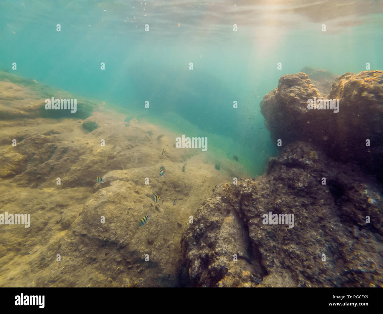 Underwater landscape background with corals and fish Stock Photo - Alamy