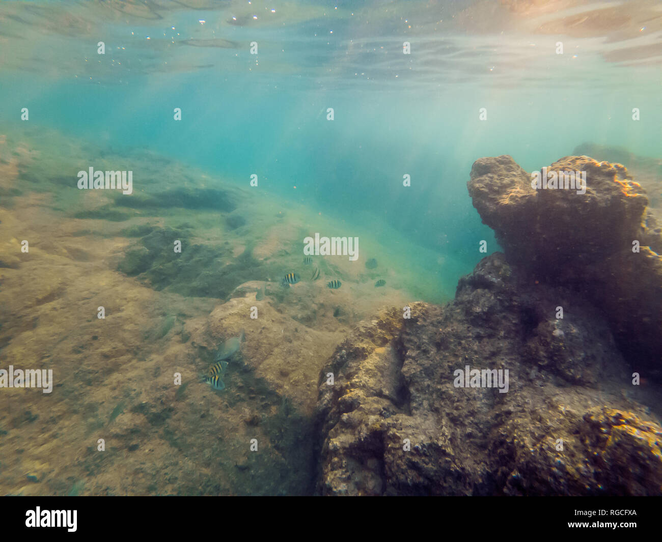 Underwater landscape background with corals and fish Stock Photo - Alamy