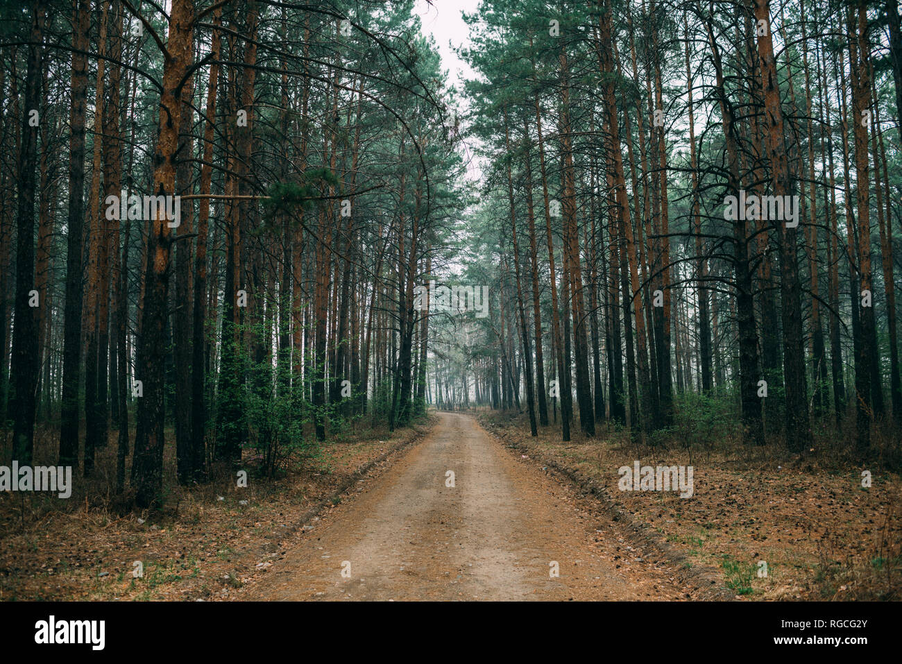 Empty forest hi-res stock photography and images - Alamy