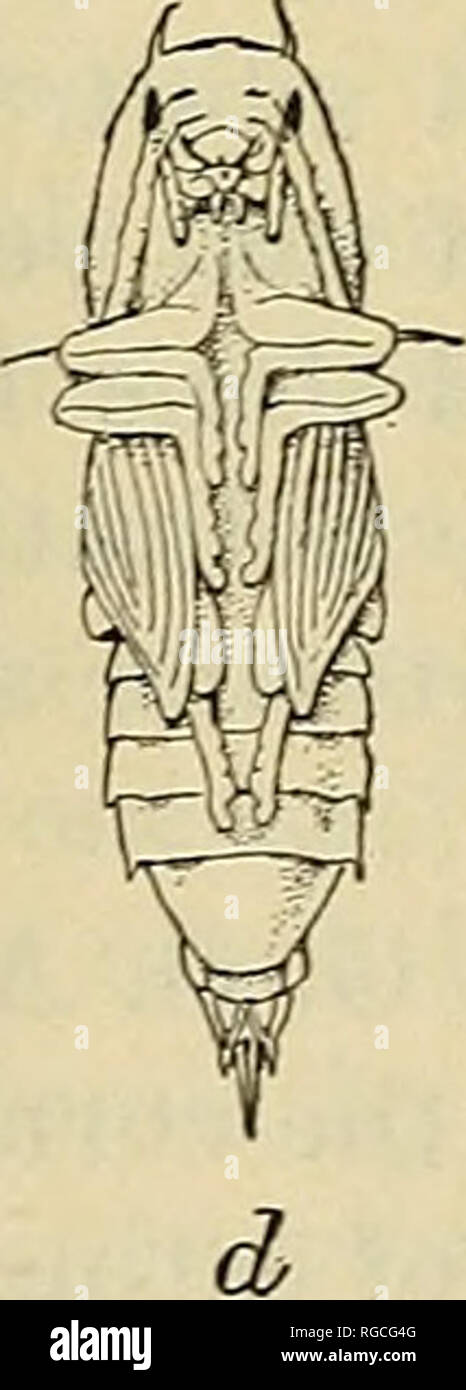 Wireworm corn hi-res stock photography and images - Alamy