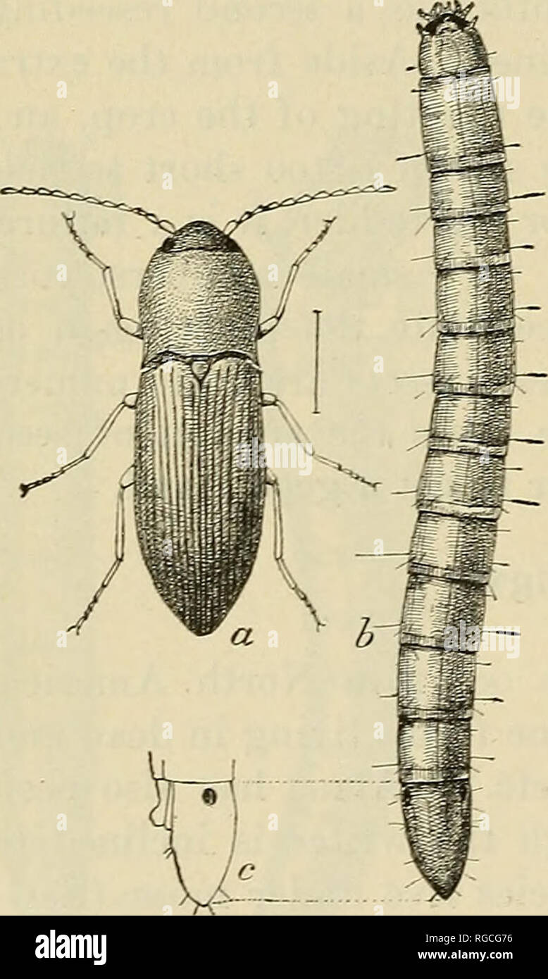 True Wireworm High Resolution Stock Photography and Images - Alamy