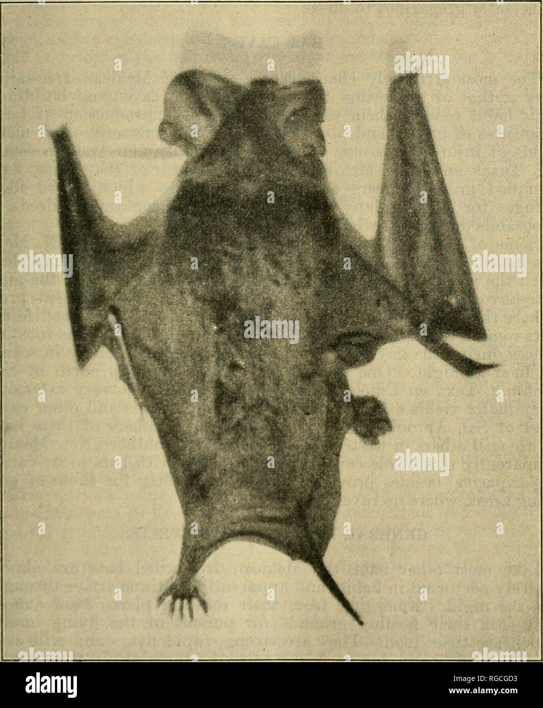 Bats with large ears hi-res stock photography and images - Alamy