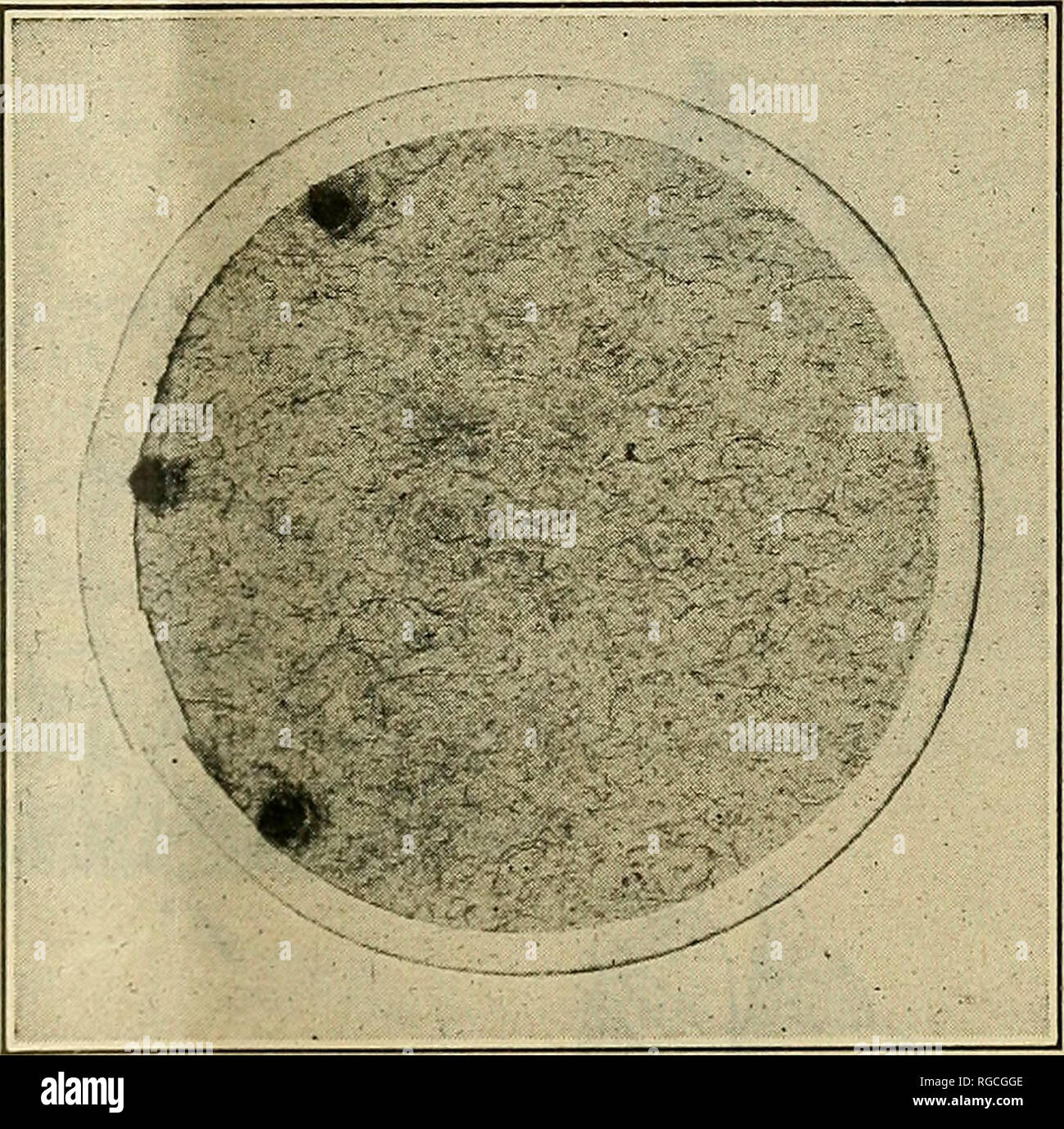 Pygidial hi-res stock photography and images - Alamy